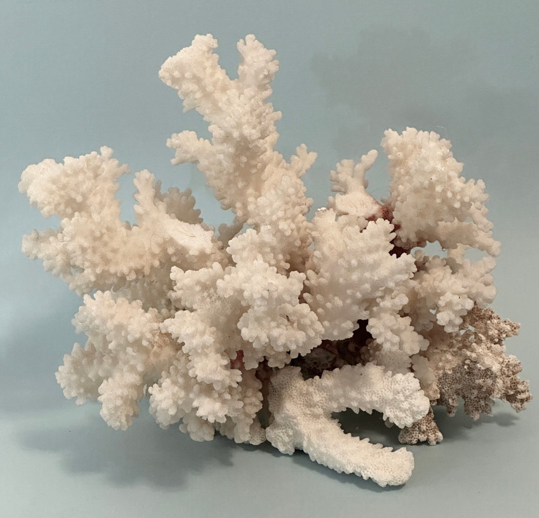 Genuine Branch Sea Coral Cluster, Ocean Reef Aquarium Coastal Beach ...