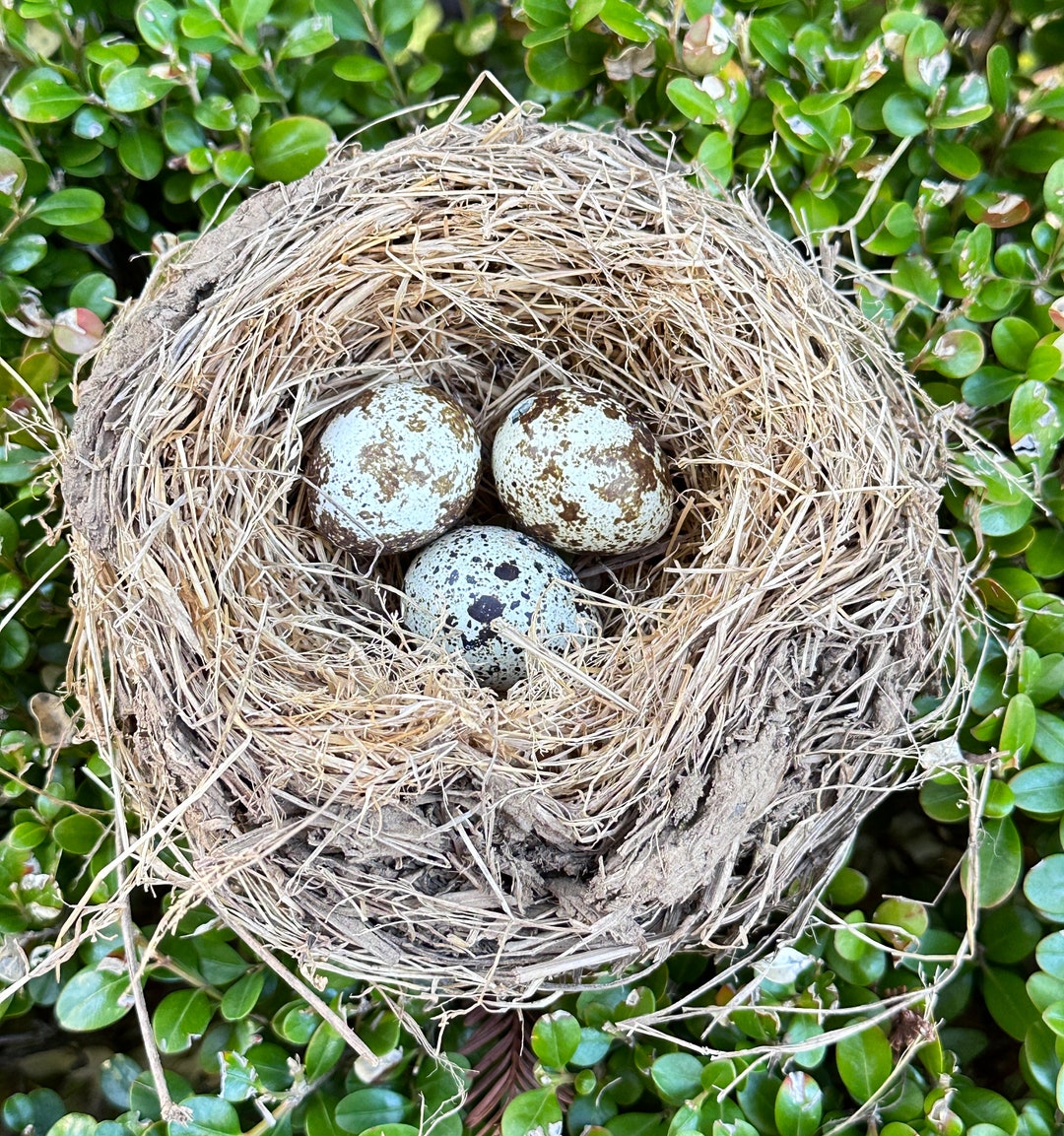 Natural Real Bird Nest Mud & Grass – Rustic Country Farmhouse Garden ...