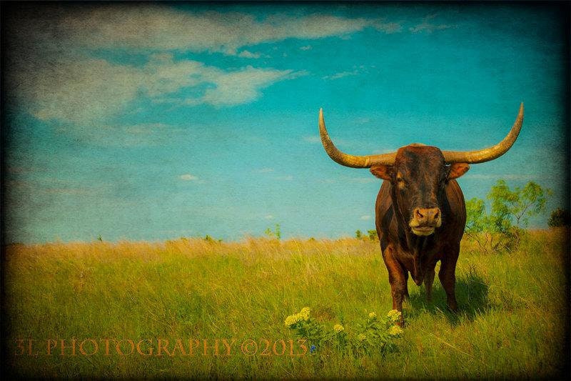 Cow Photography