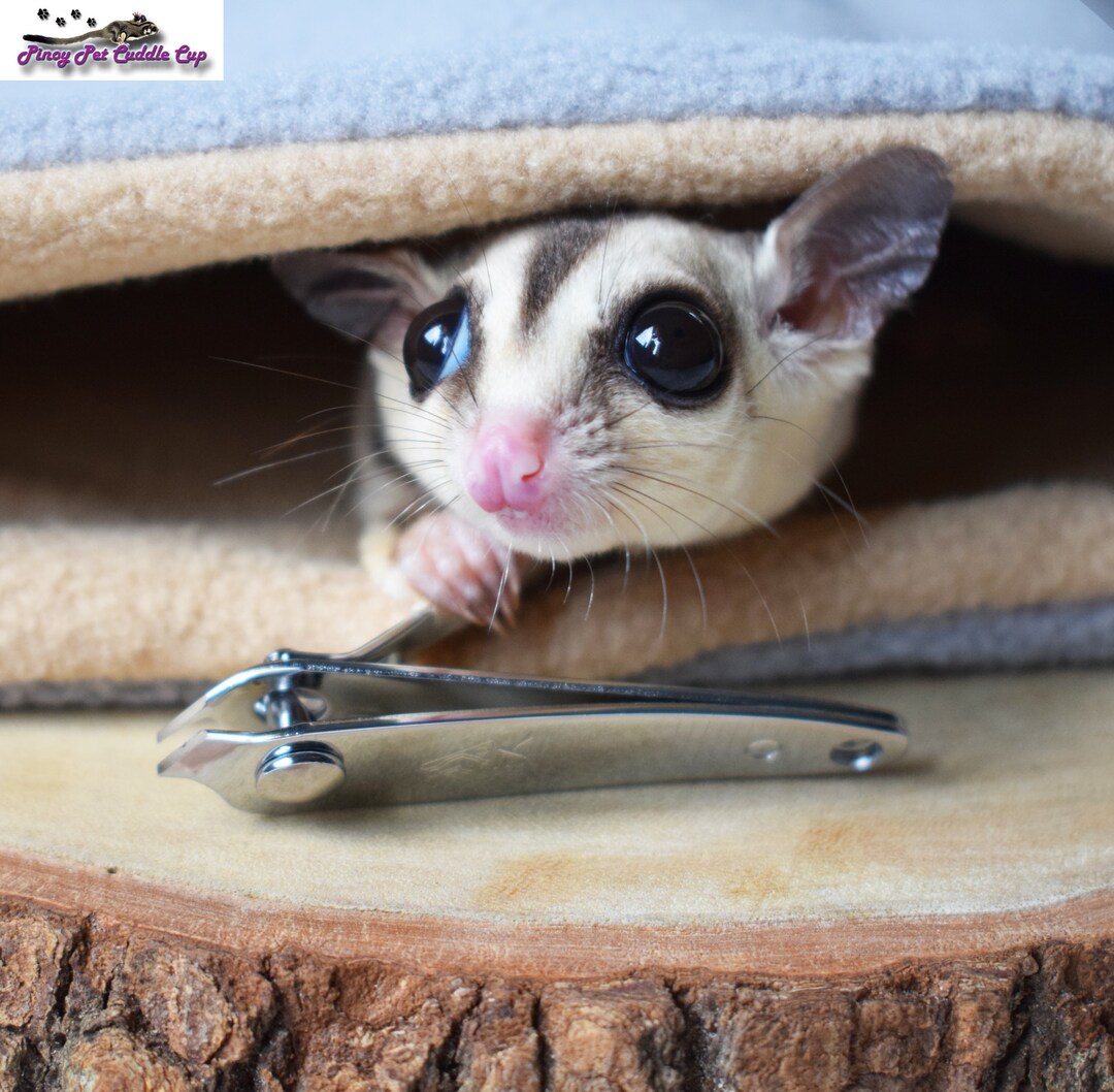 Sugar Glider Nail Trimming Kit - Etsy