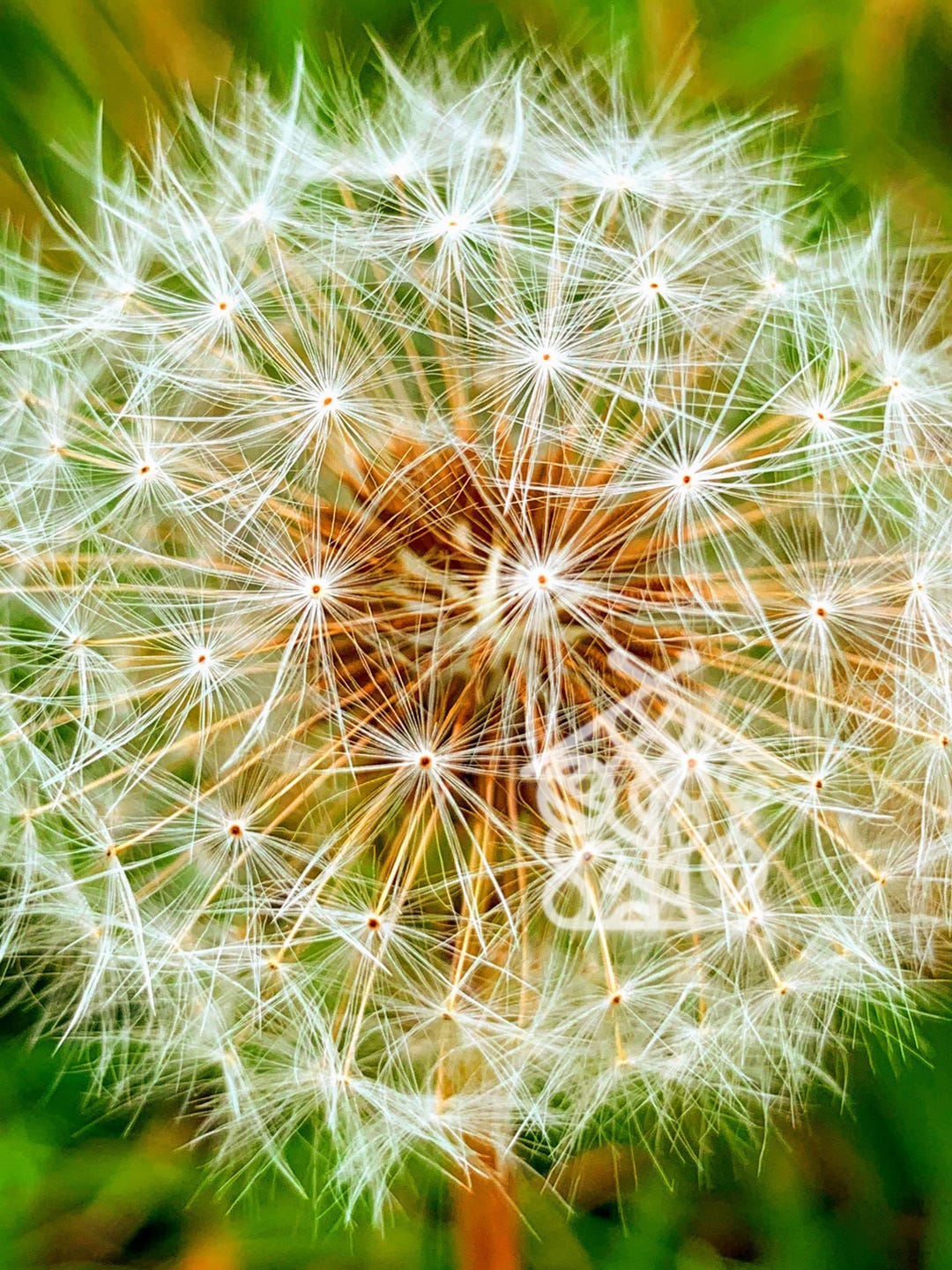 Dandelion in Bloom - Etsy