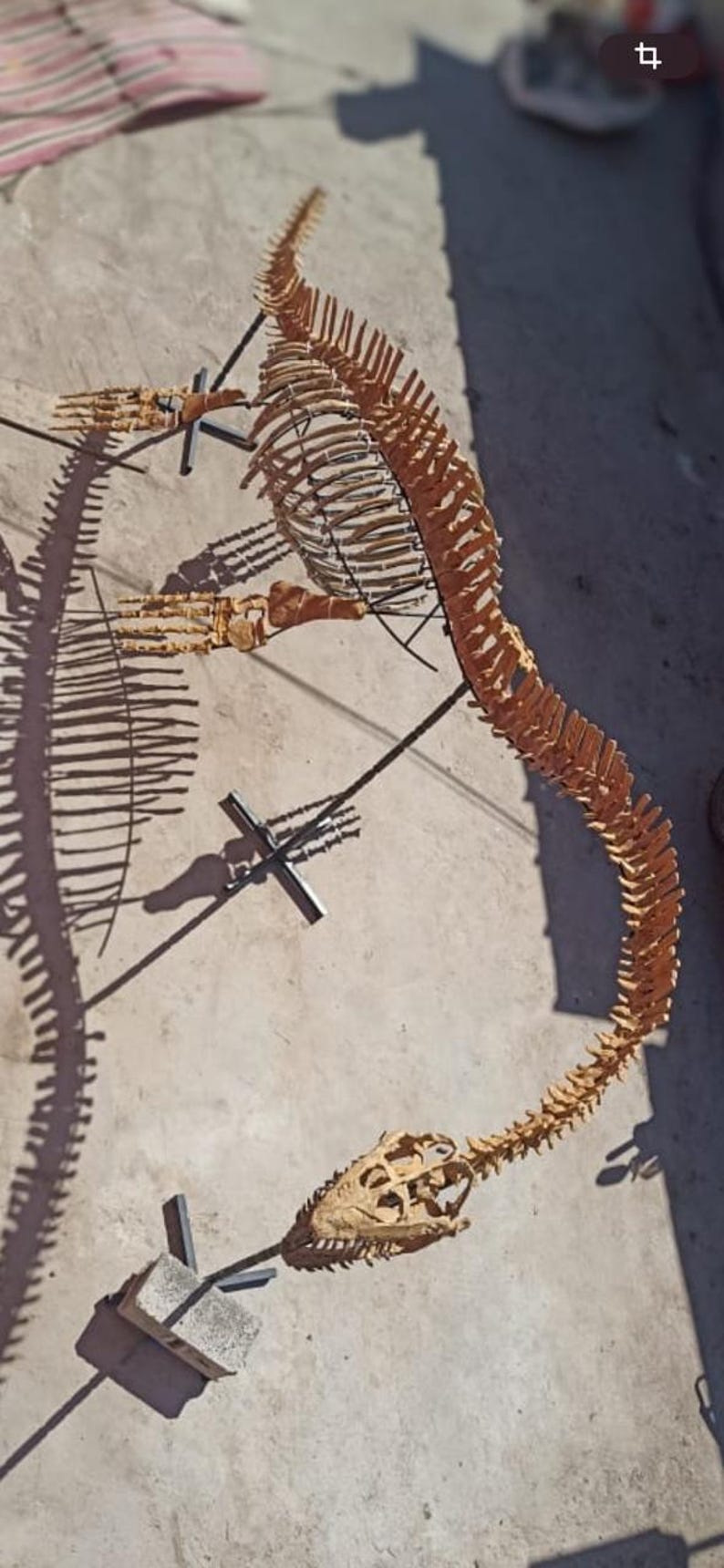 Rare 6-meter Complete Plesiosaurus Skeleton – Authentic Fossil ...