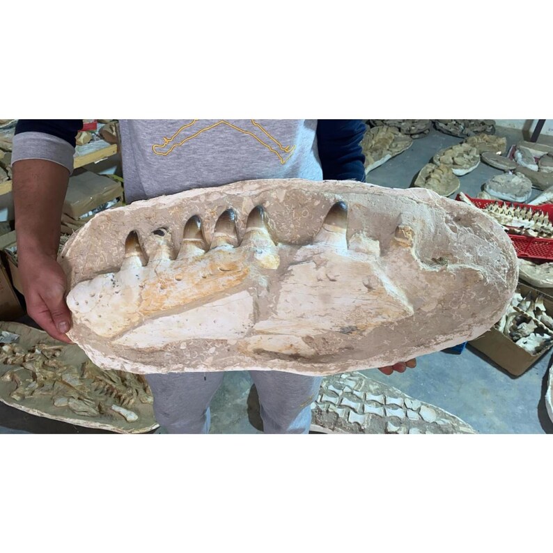 Large Mosasaurus Fossil Jaw With Teeth – 60 Cm – Cretaceous Era ...