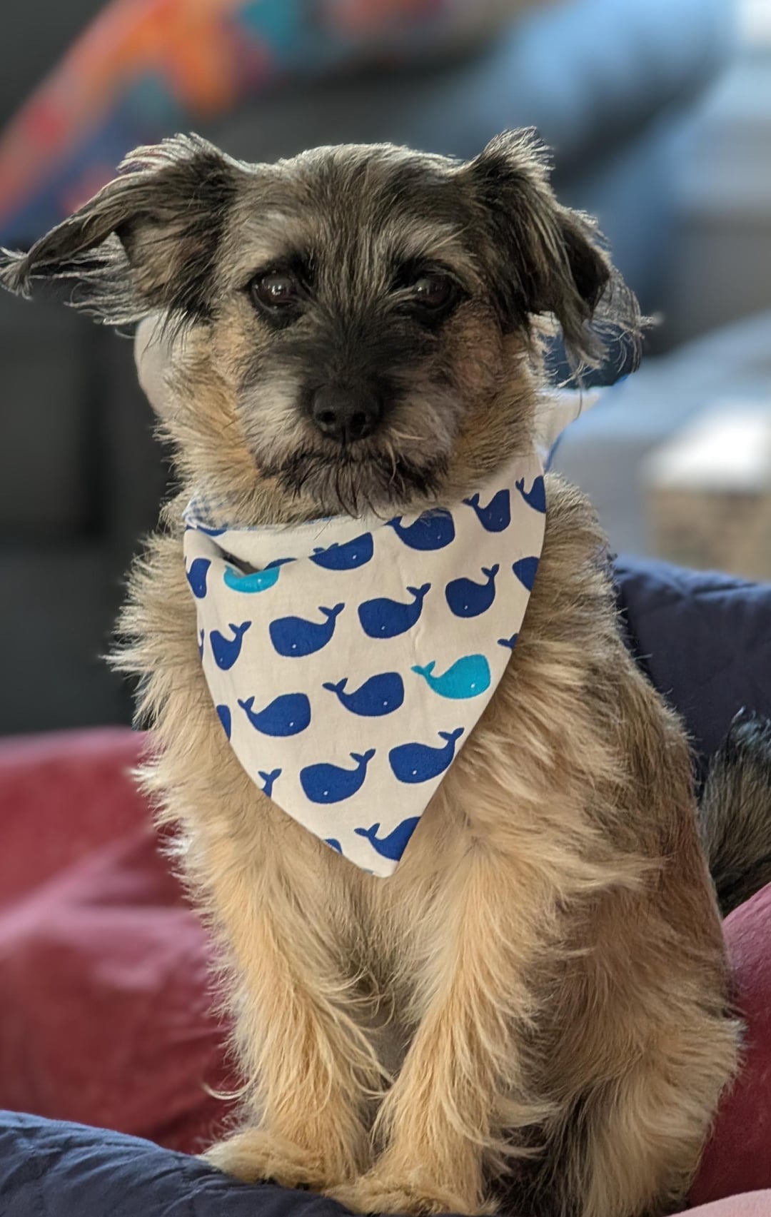 Reversible Whale Bandana With Buckle (medium) - Etsy