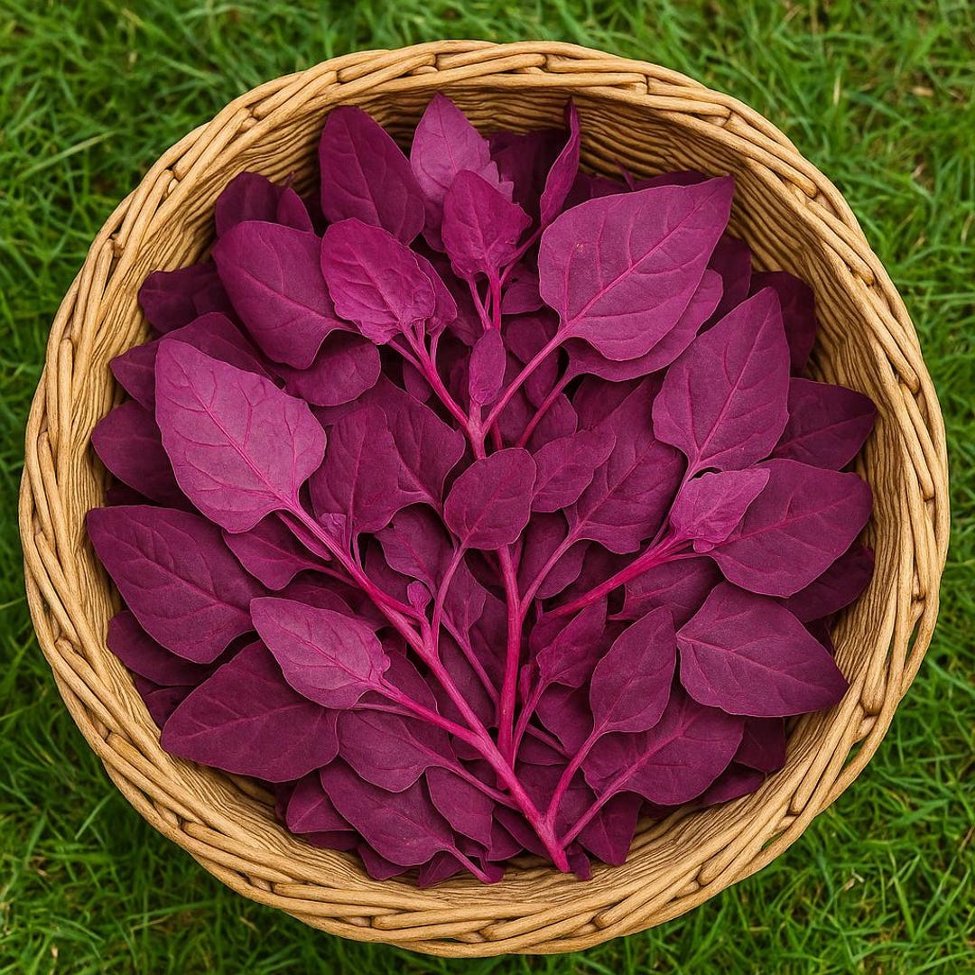 300 Bright Red Orach Seeds: Heirloom Non-gmo Vegetable - Etsy