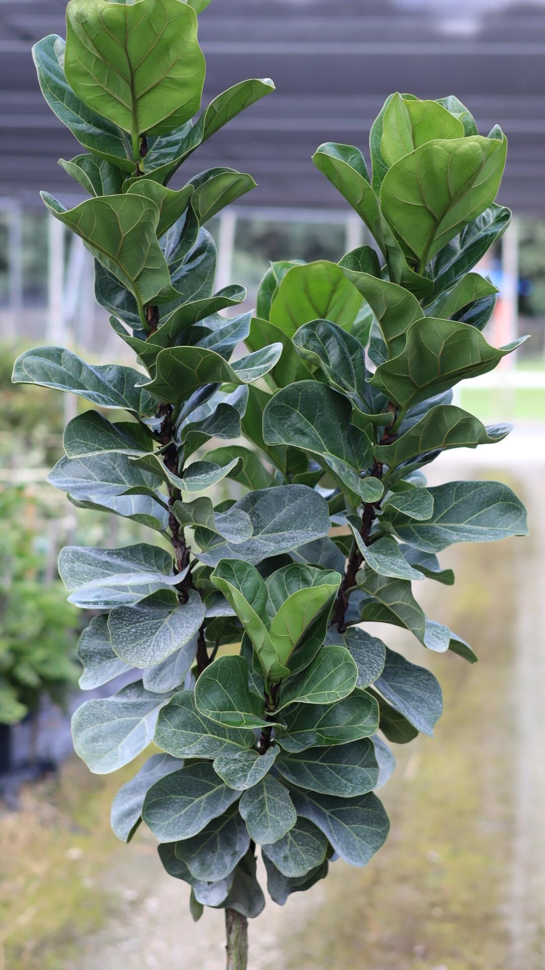 Ficus Bambino Tree Form – 5ft Compact Fiddle Leaf Fig | 10” Pot (3 ...