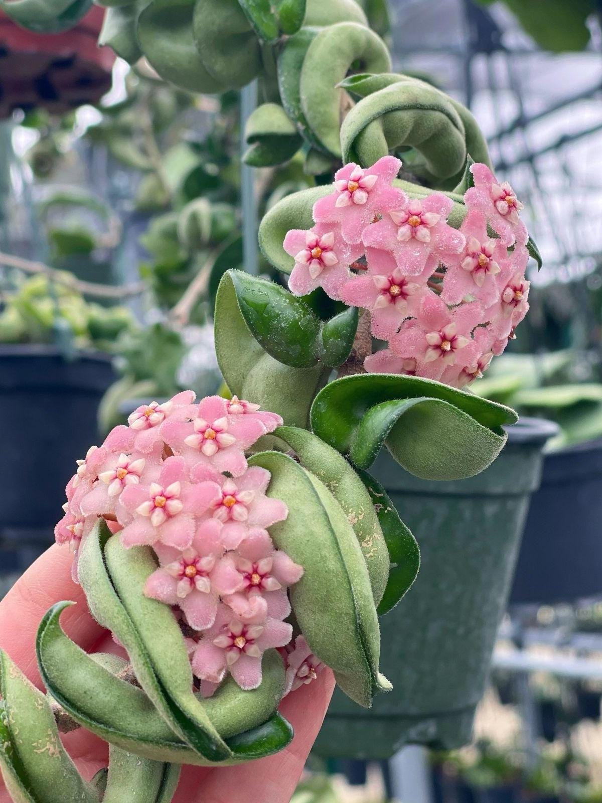 Hoya Carnosa Compacta Hindu Rope | 8” Hanging Basket With 20–24” Vines ...