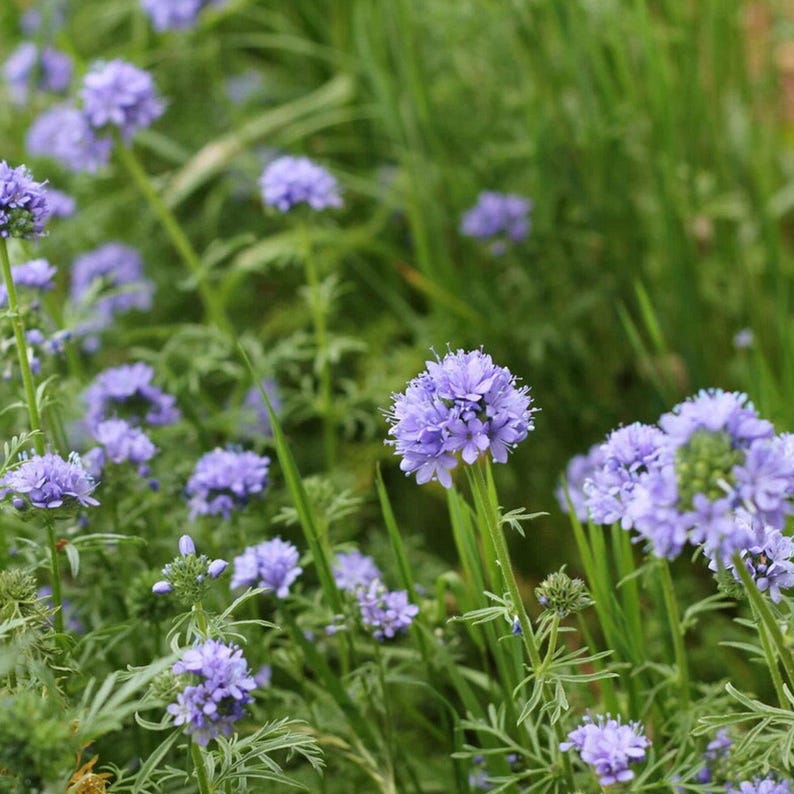 100 Globe Gilia Seeds Blue | 100 Fresh Flower Seeds | Heirloom Non-gmo ...