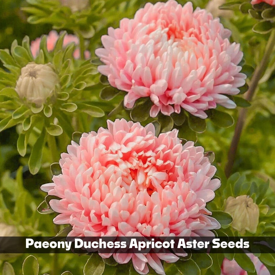 Apricot Aster Seeds | Peony Duchess Heirloom Flower, Cut Flowers - Etsy