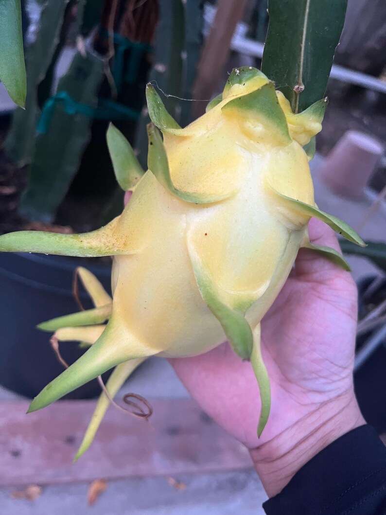 Dragon Fruit “isis Gold “ Matured CUTTINGS 18-22 Inches Long - Etsy