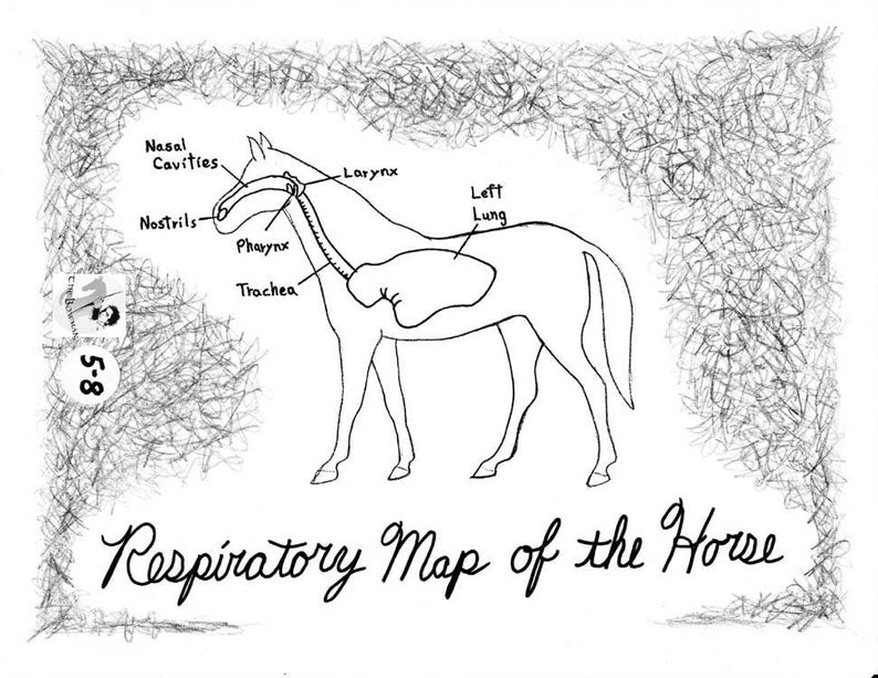 Unit 5 Respiratory System Equine Sciences and Stewardship | Etsy