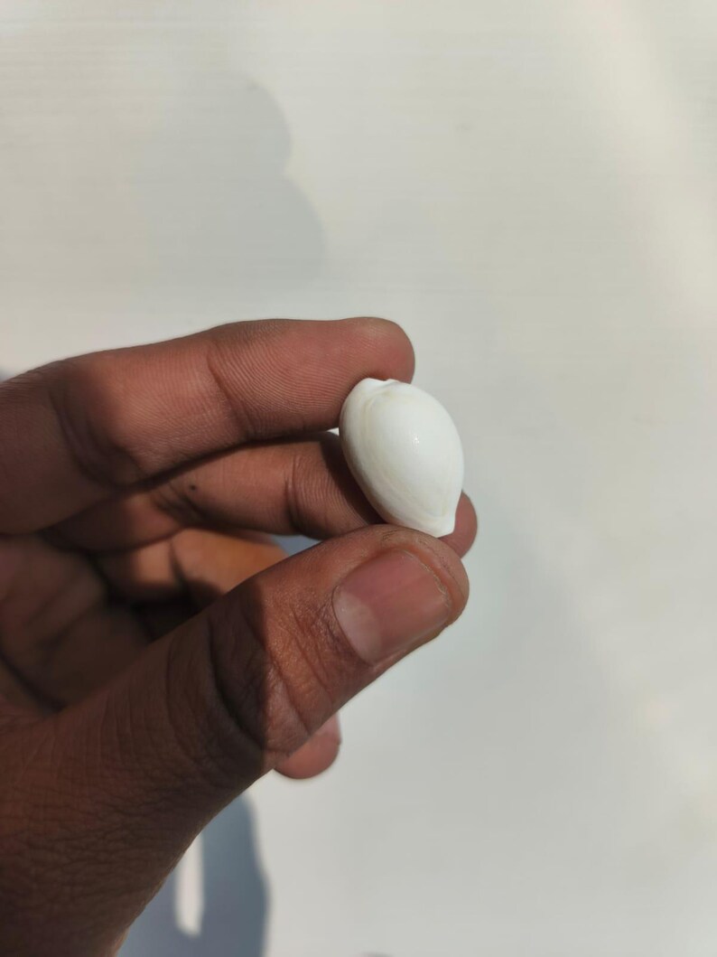 1KG natürliche Kodi Kristallperlen - Kauri Muscheln für Lakshmi Puja ...