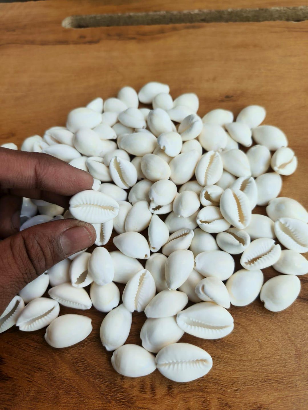 1KG natürliche Kodi Kristallperlen - Kauri Muscheln für Lakshmi Puja ...