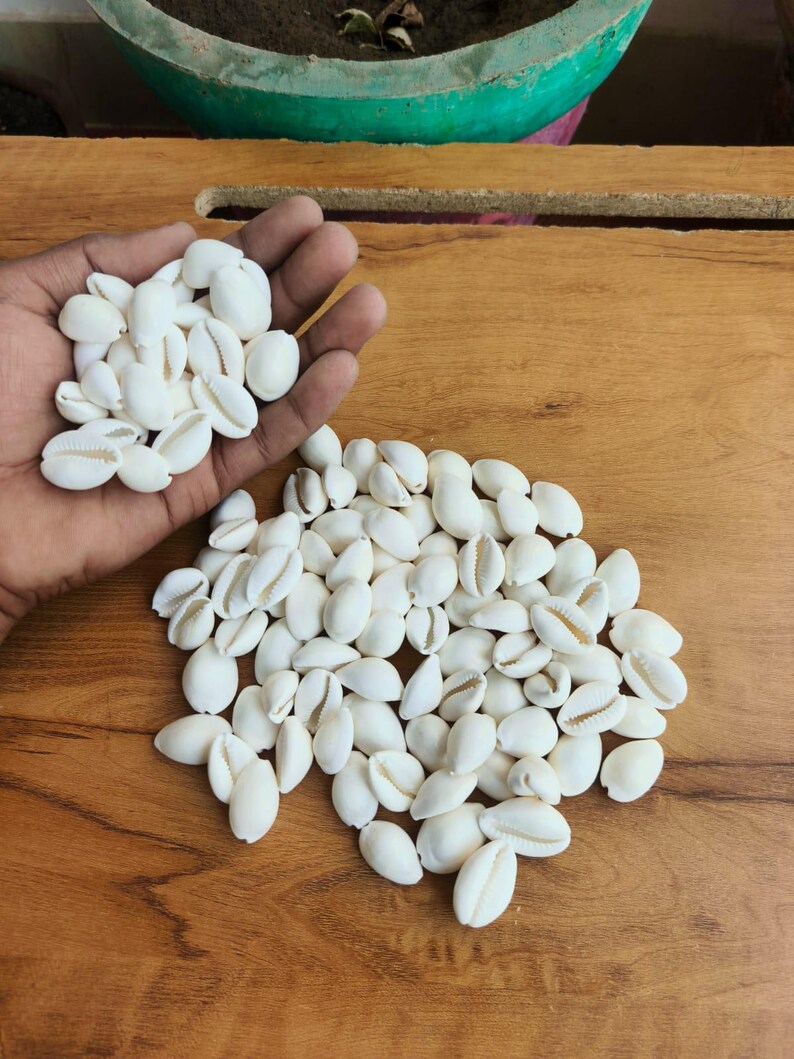 1KG natürliche Kodi Kristallperlen - Kauri Muscheln für Lakshmi Puja ...