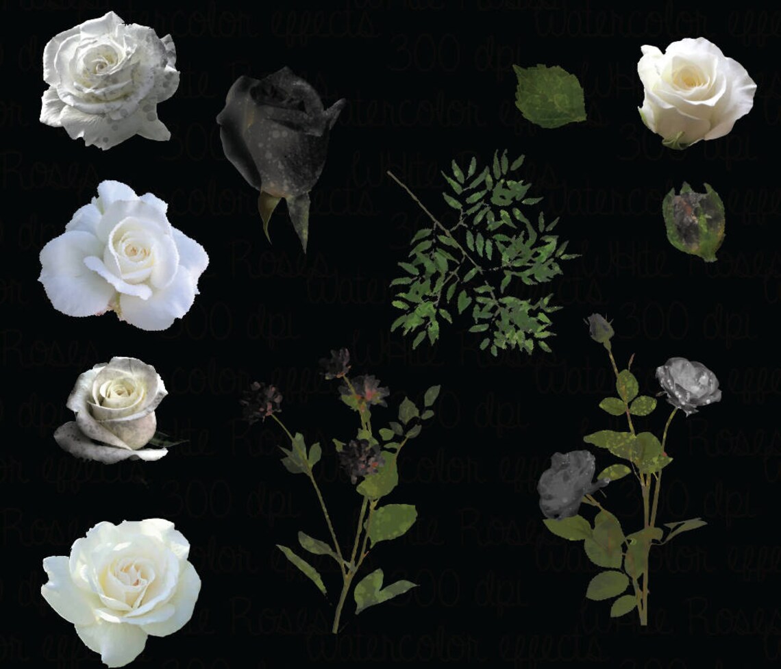 White Roses Clip Art Digital Flowers High Resolution Graphic - Etsy