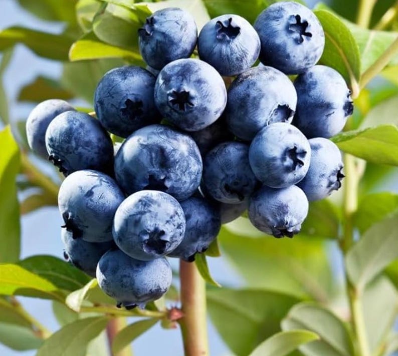 Live O'neal Blueberry Bush - Southern Highbush Blueberry - Starter ...