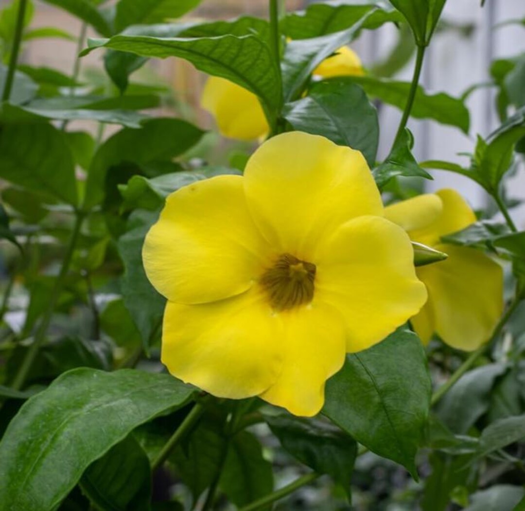 Set of 3 Live Dwarf Allamanda Plants (allamanda Compacta) – 4–6" Tall ...