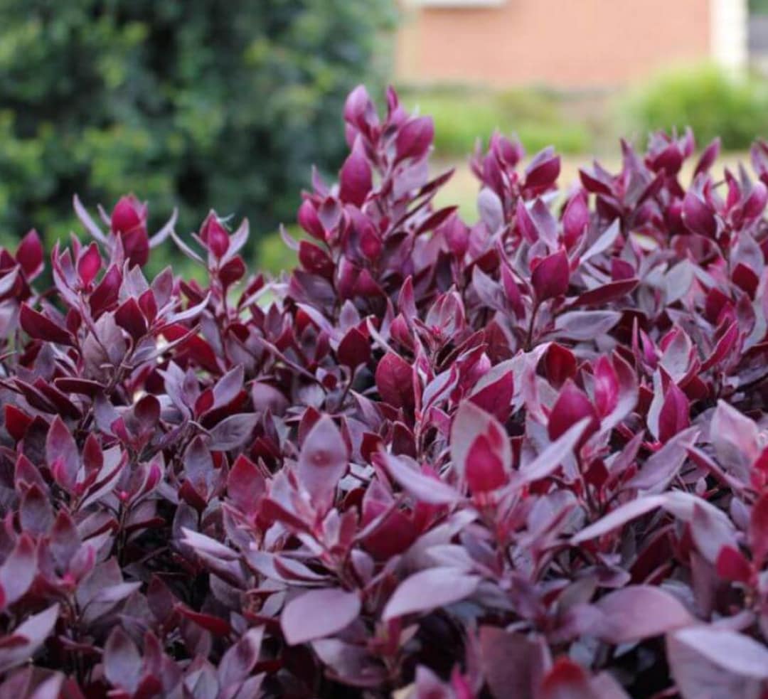 2 Live Alternanthera Little Ruby Plants – Starter 4-6" Tall – Ruby ...