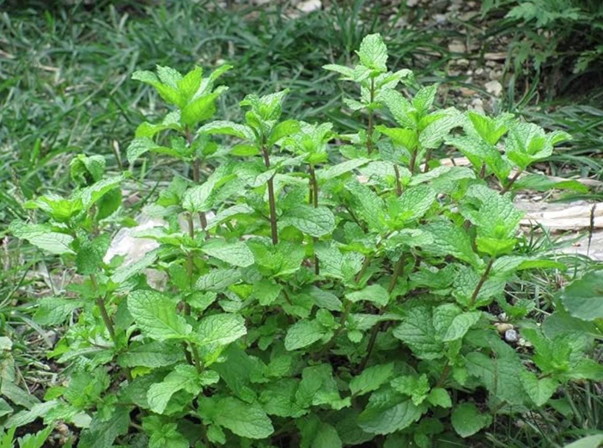 2 Peppermint Plants – Live Starter – Fragrant Green Leaves – Easy to ...