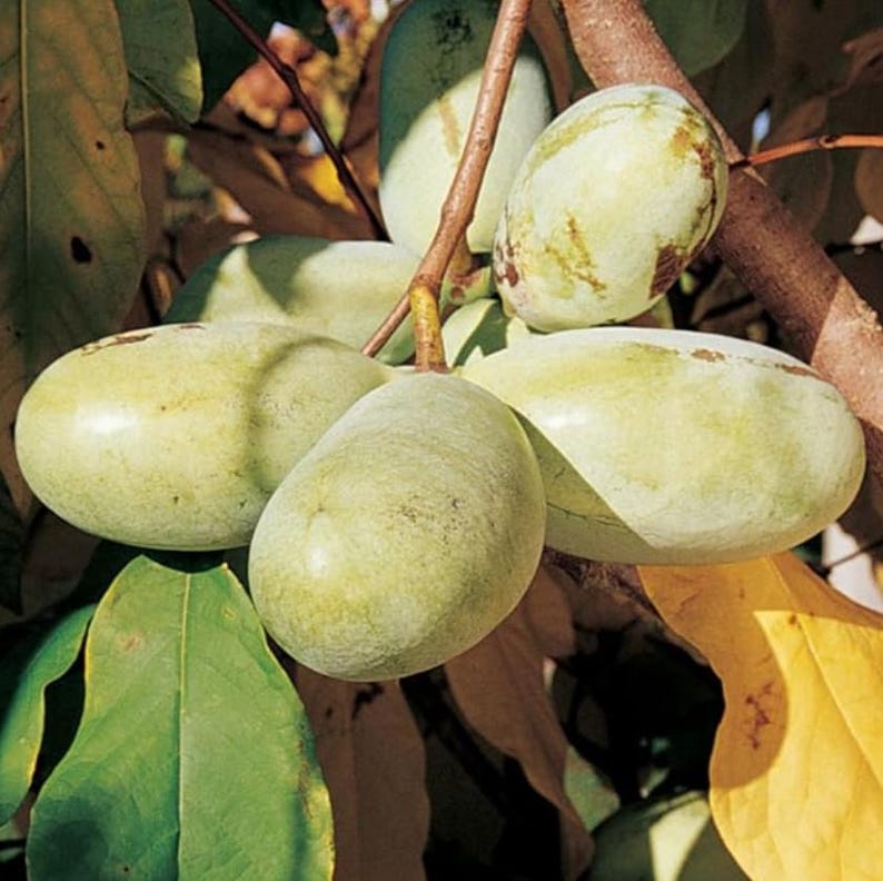 Live Paw Paw Fruit Tree – Cold Hardy Indian Banana Seedling - Etsy