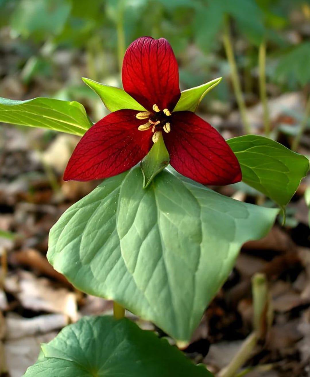 5 Red Trillium Flower Bulbs – Wood Lily Perennial - Etsy