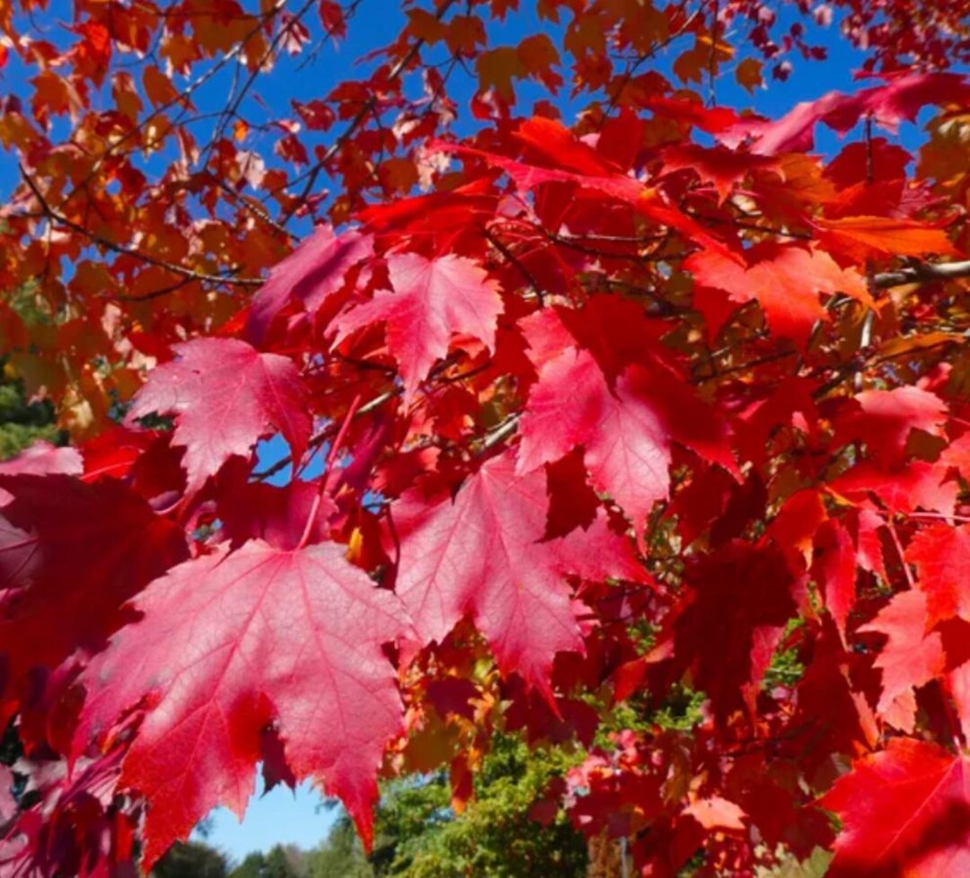 Live Red Maple Tree – Brilliant Fall Color, Shade Tree (1 Quart Pot) - Etsy