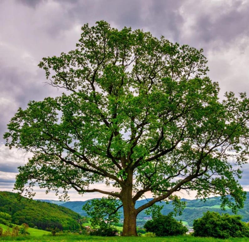 White Oak – 12–18" Tall Seedling – 4" Pot – Live Plant – Quercus Alba ...