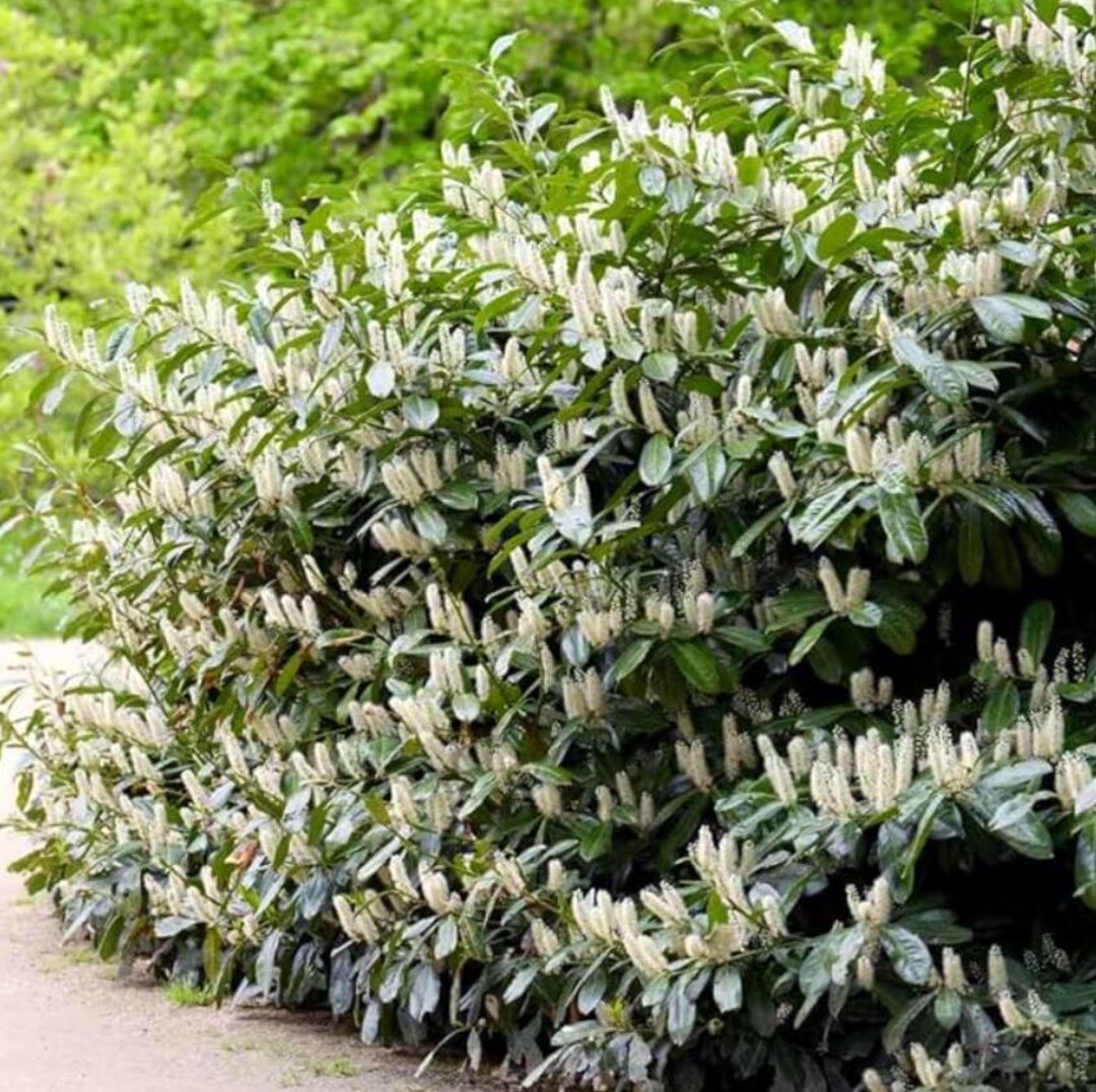 Cherry Laurel Seedlings – Set of 2 Live Evergreen Trees - Etsy