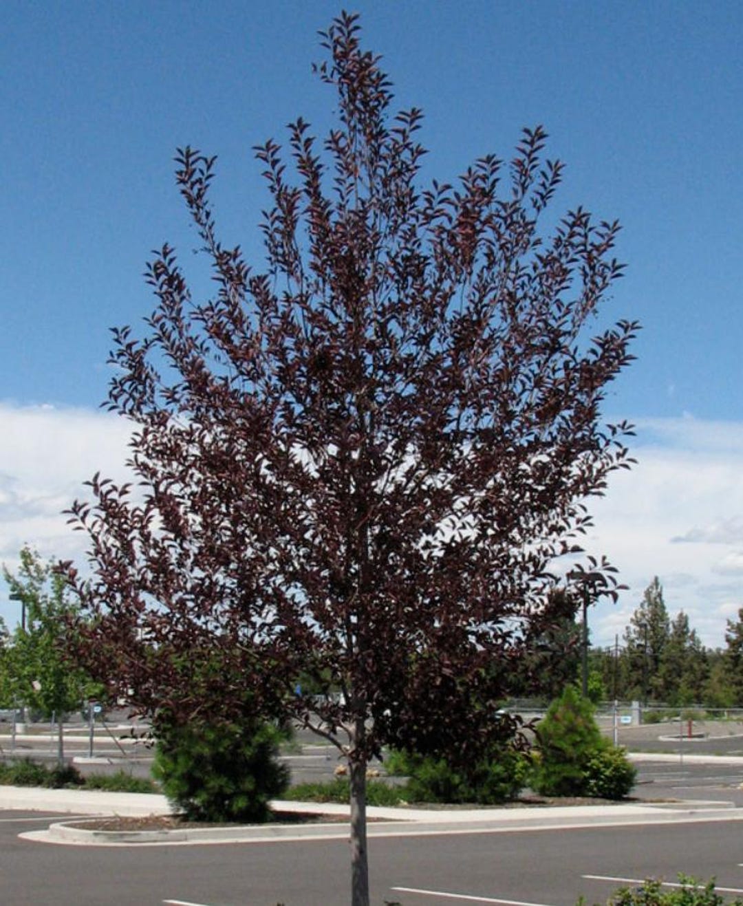 Canada Red Chokecherry Tree Seedling – Purplish-red Foliage - Etsy