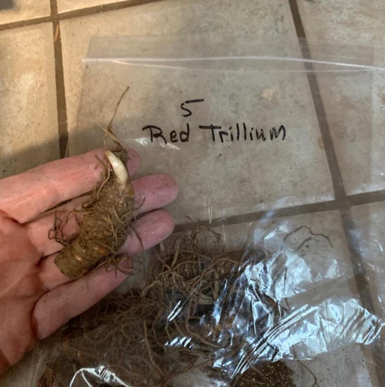 5 Red Trillium Flower Bulbs – Wood Lily Perennial - Etsy
