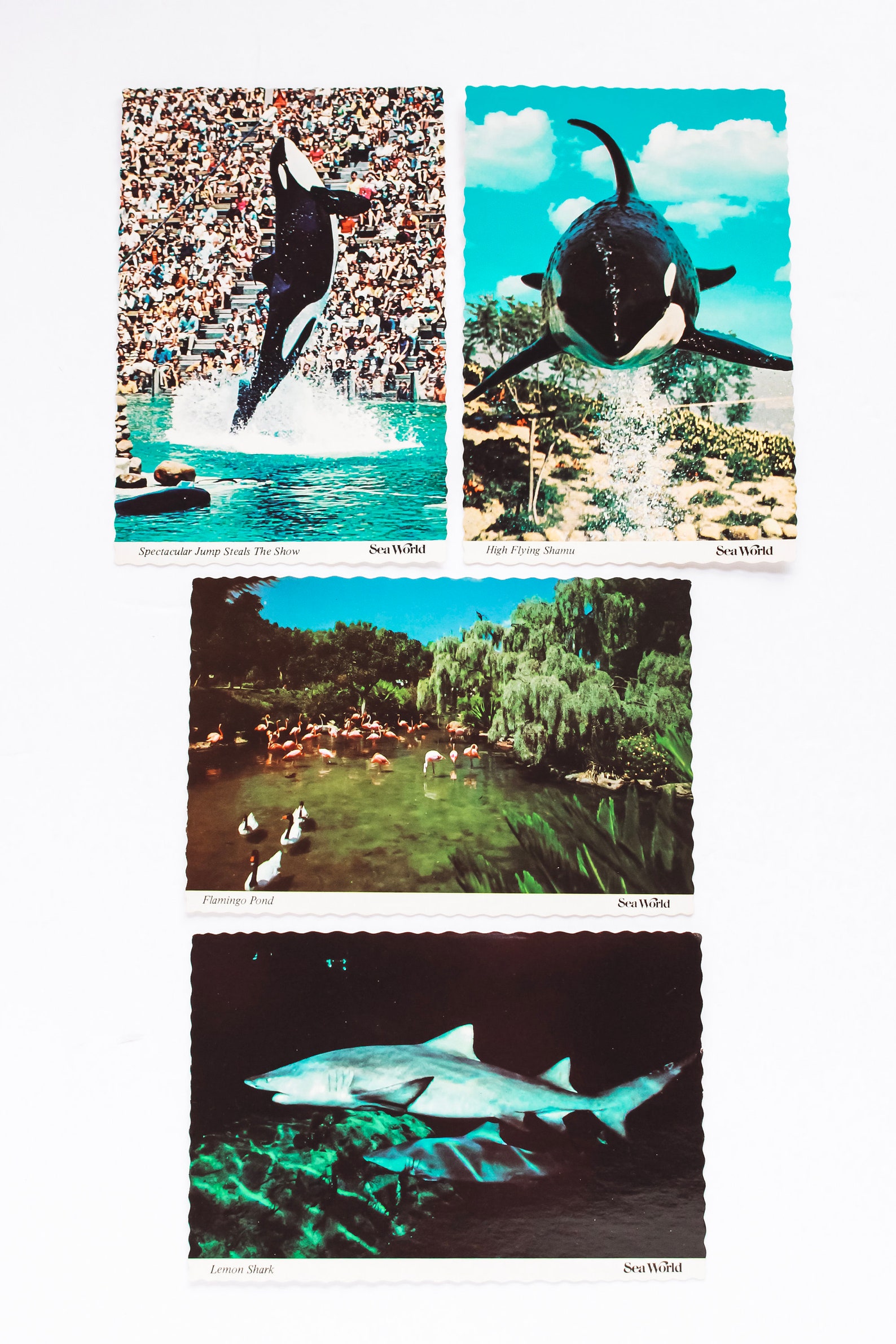 Vintage Sea World Postcards Vintage Shamu Postcard Seaworld - Etsy