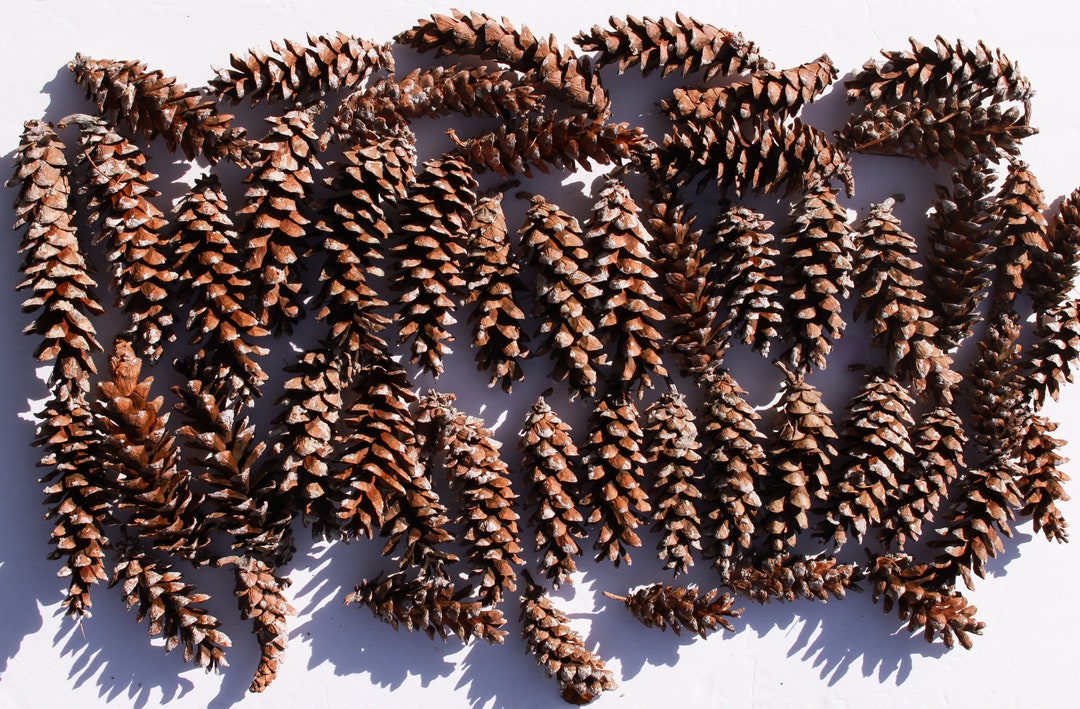 50 Real Pinecones for Crafts - Etsy