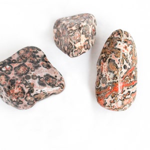 Leopardskin Jasper Tumbled Stones Leopard Jasper Tumbled - Etsy