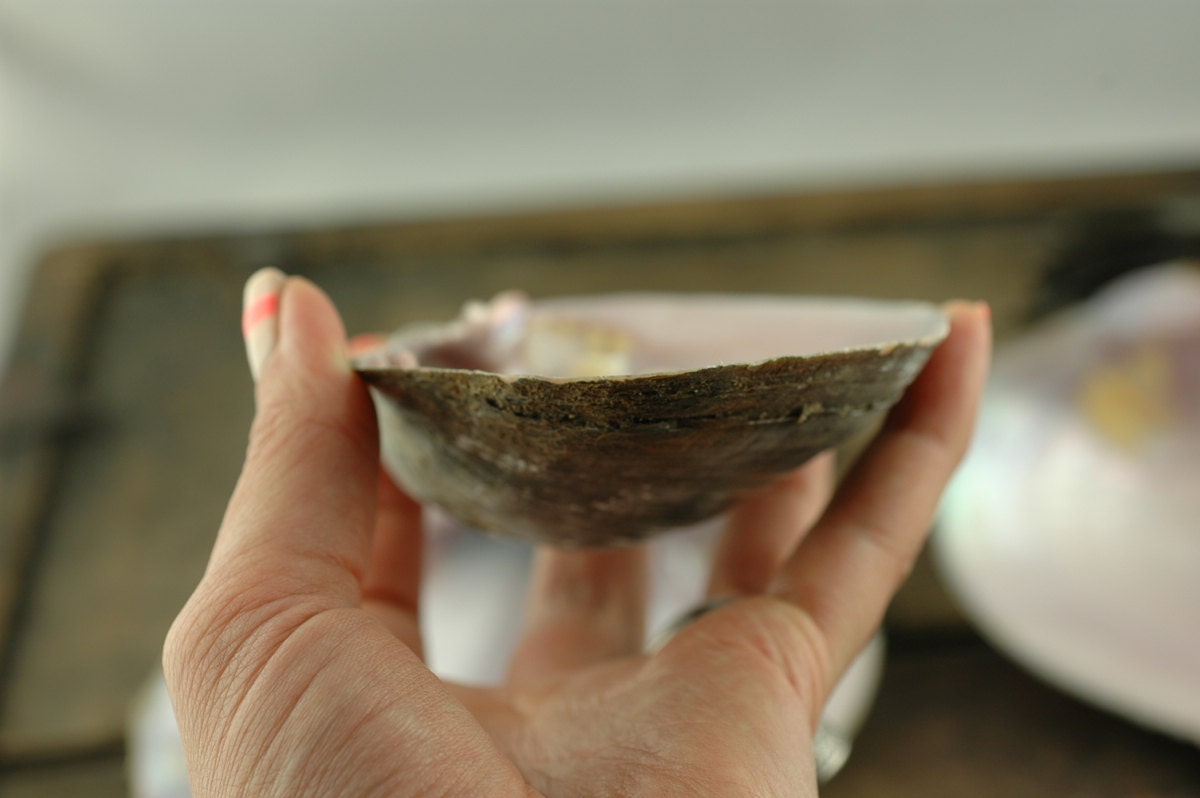 Pink Heelsplitter Shell: Pink Pearlescent Nacre Seashell | Etsy