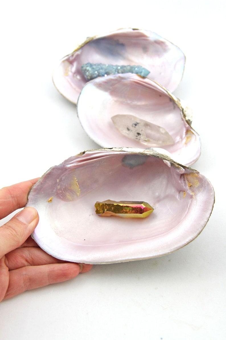 Pink Heelsplitter Shell: Pink Pearlescent Nacre Seashell, Vintage Craft ...