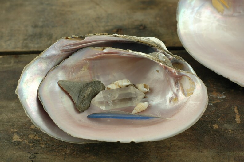 Pink Heelsplitter Shell: Pink Pearlescent Nacre Seashell | Etsy