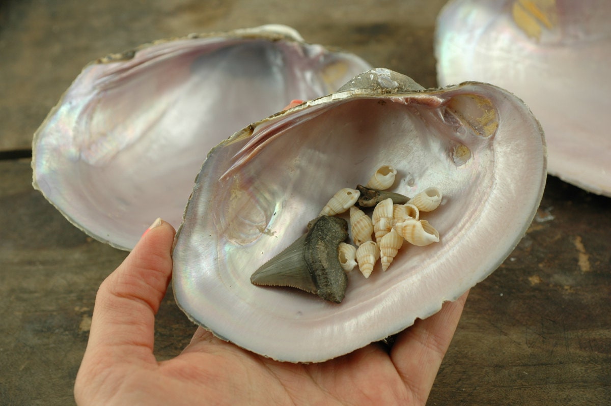Pink Heelsplitter Shell: Pink Pearlescent Nacre Seashell | Etsy