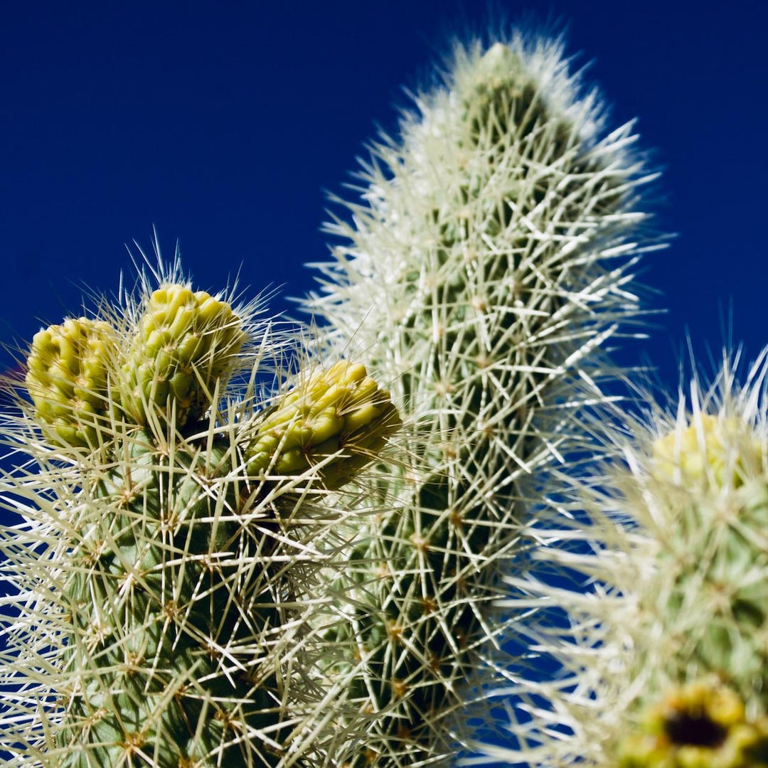 Silver Cholla Blue Sky Poster - Etsy