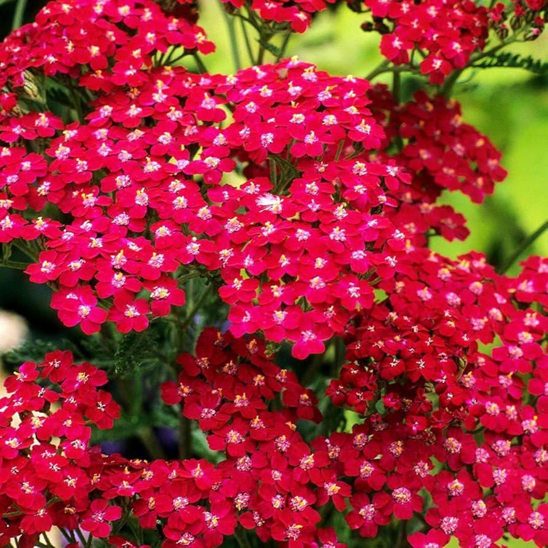 1000 Red Yarrow Seeds – Perennial Flower Seeds for Garden Planting - Etsy