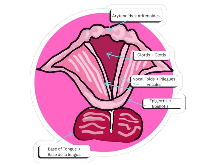 Larynx Coloring Page - Etsy Canada