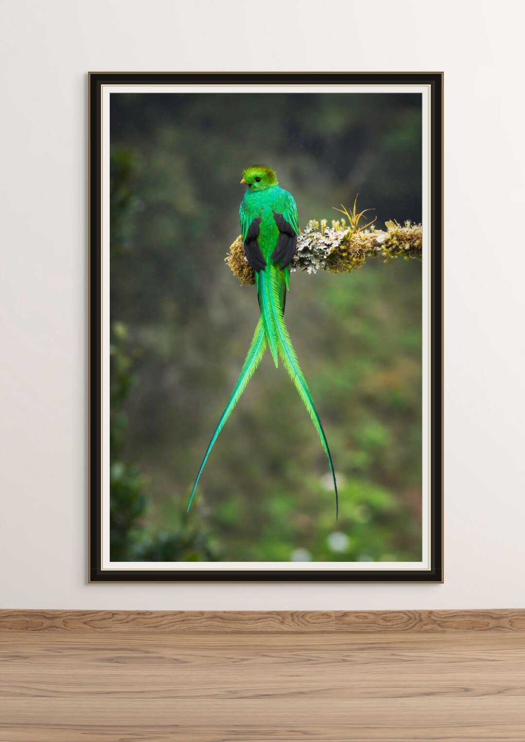 Resplendent Quetzal – Fine Art Wildlife Photography Print – Museum ...