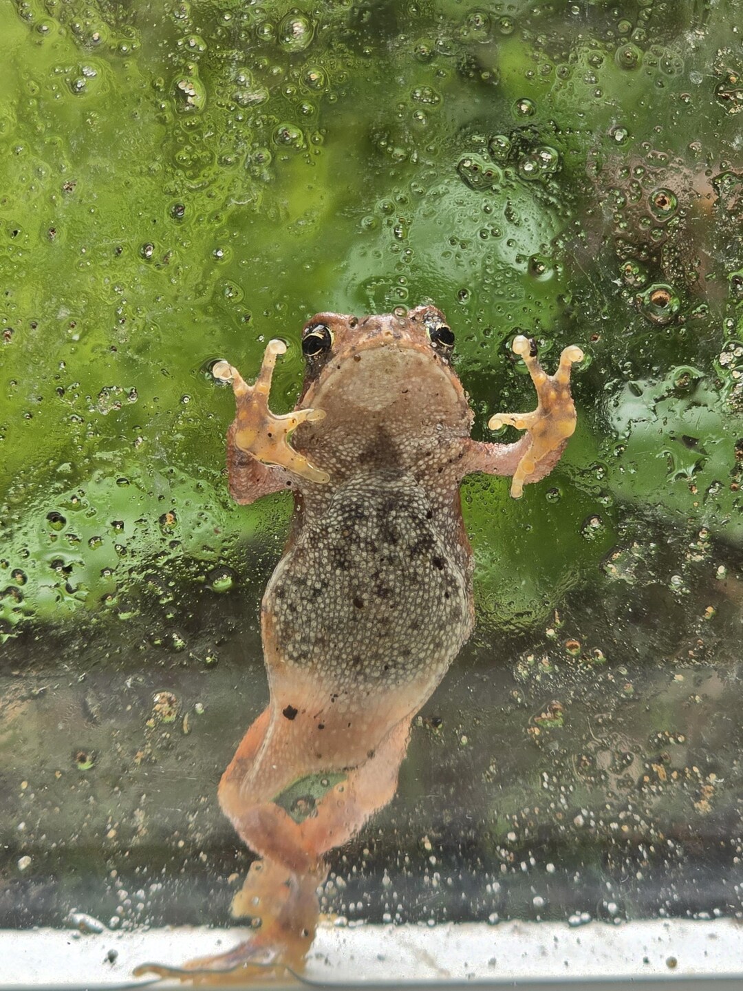 Frog Photo - Frog on Window - Underside of Frog - Wildlife Photography ...