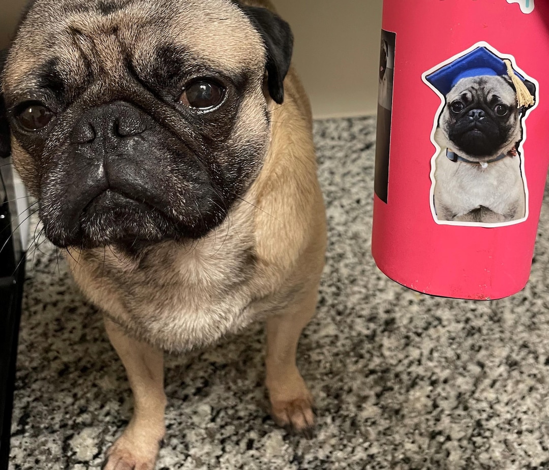 Roodabeguh Graduation 3x3 Pug Sticker, Waterproof, Autograpgh Ink Stamp ...