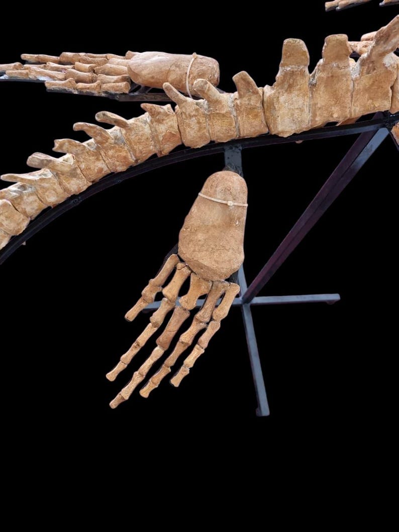 Authentic 2-meter Mosasaur Skeleton Fossil From Morocco - Etsy