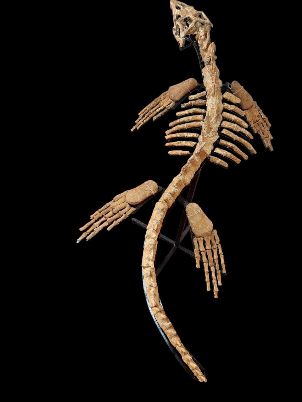 Authentic 2-meter Mosasaur Skeleton Fossil From Morocco - Etsy