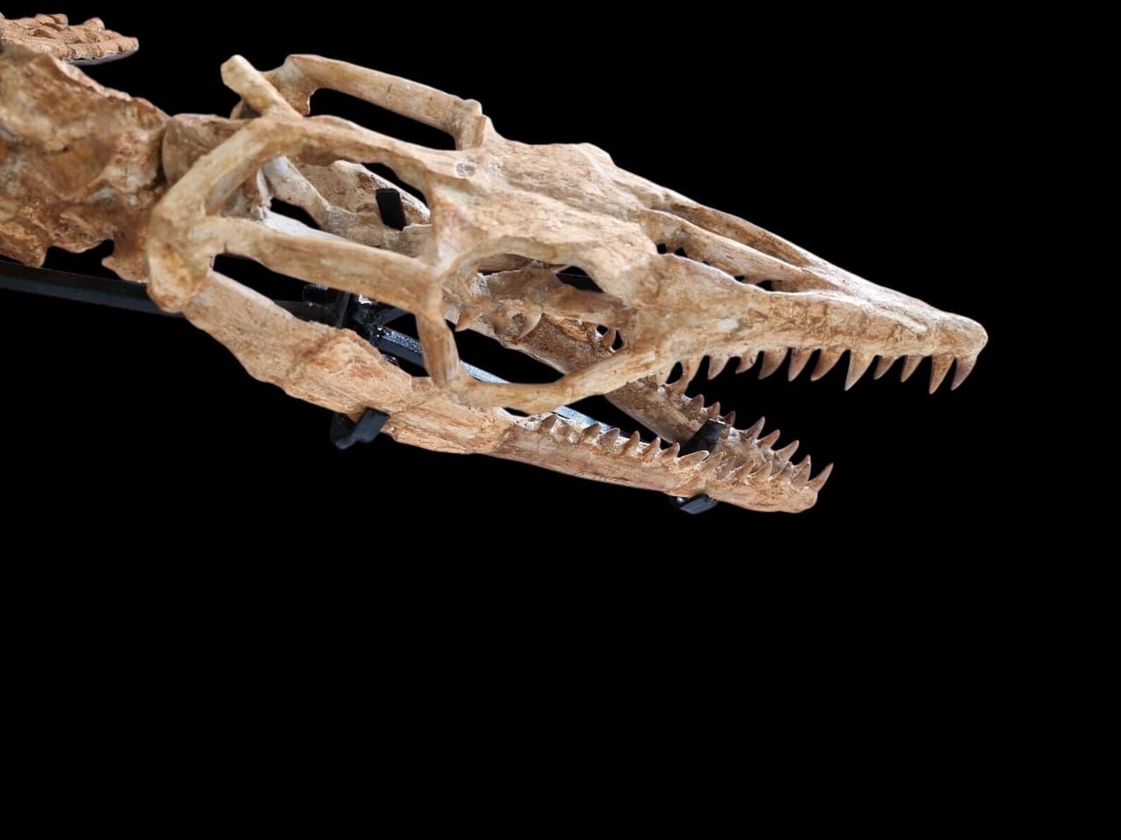 Authentic 2-meter Mosasaur Skeleton Fossil From Morocco - Etsy