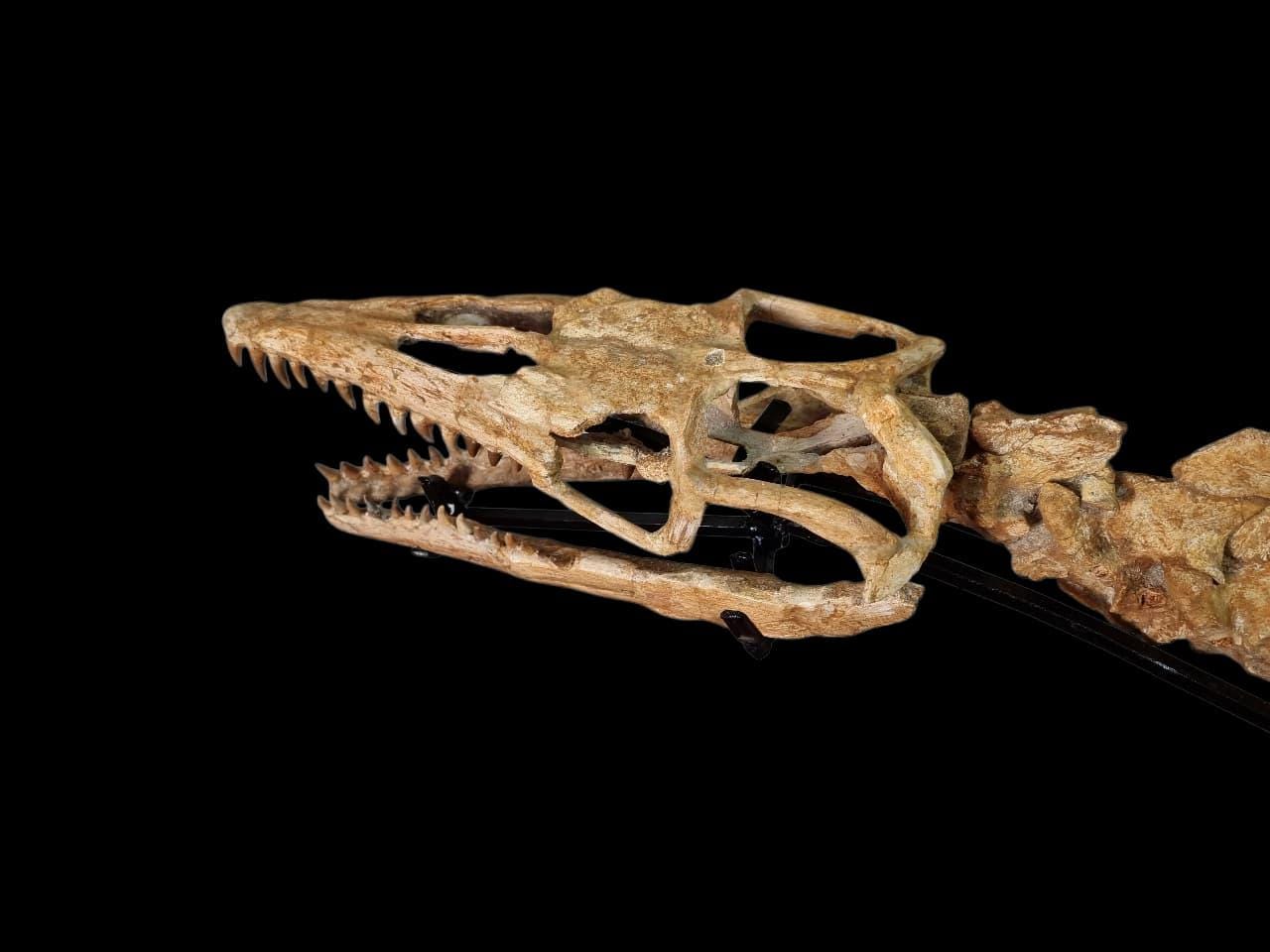 Authentic 2-meter Mosasaur Skeleton Fossil From Morocco - Etsy
