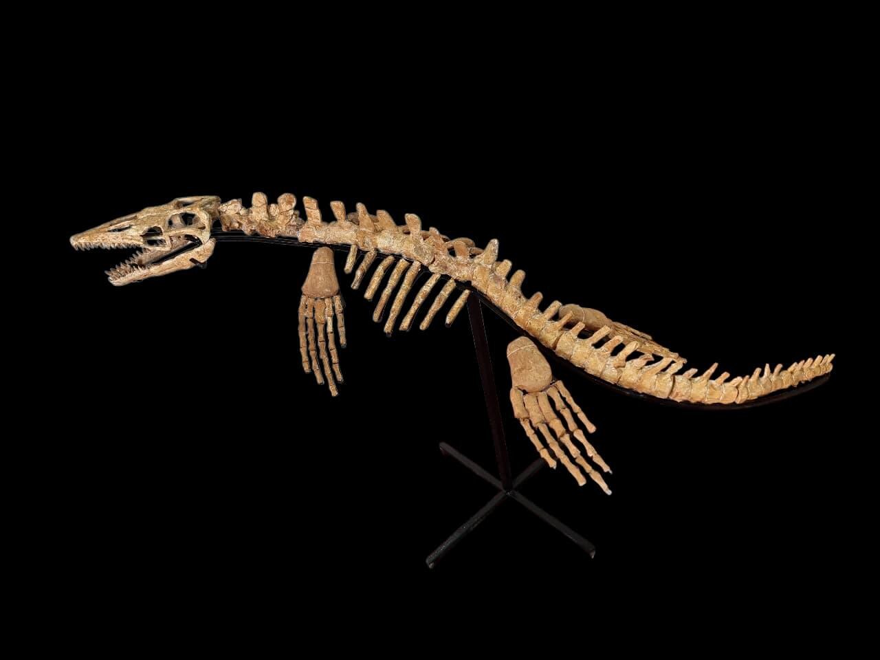 Authentic 2-meter Mosasaur Skeleton Fossil From Morocco - Etsy
