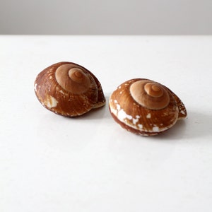Vintage Large Snail Shells, Brown Sea Shells, Beach House Decor - Etsy