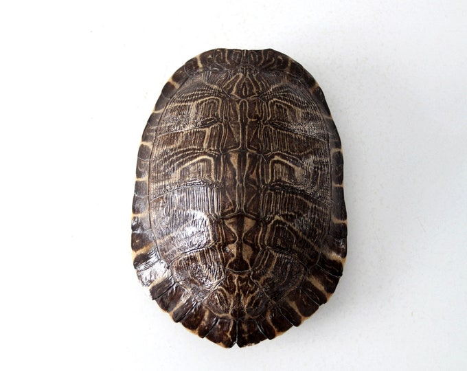 Antique Turtle Shell - Etsy